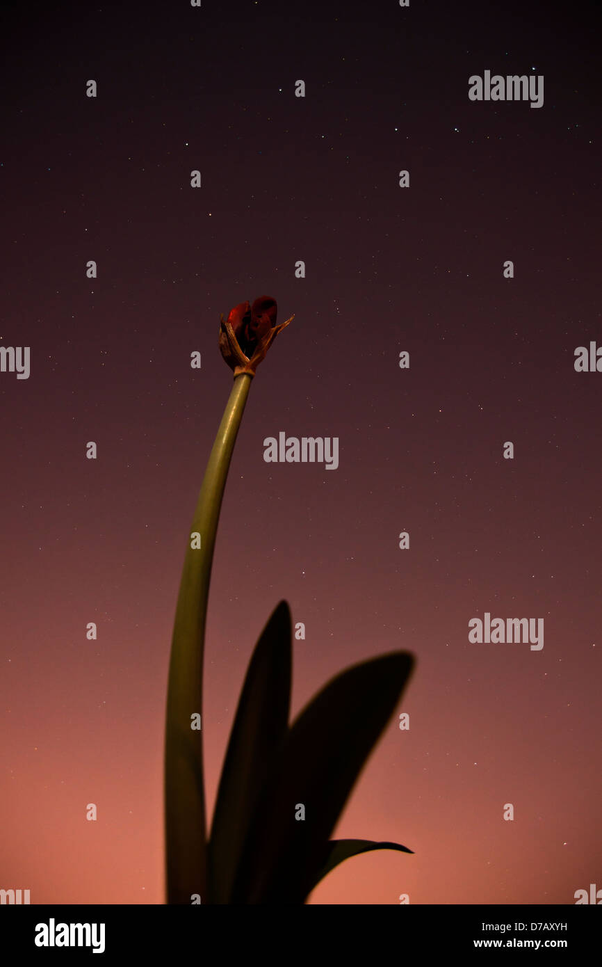 The Big Dipper floats over an amaryllis plant lit by the glow of a ...