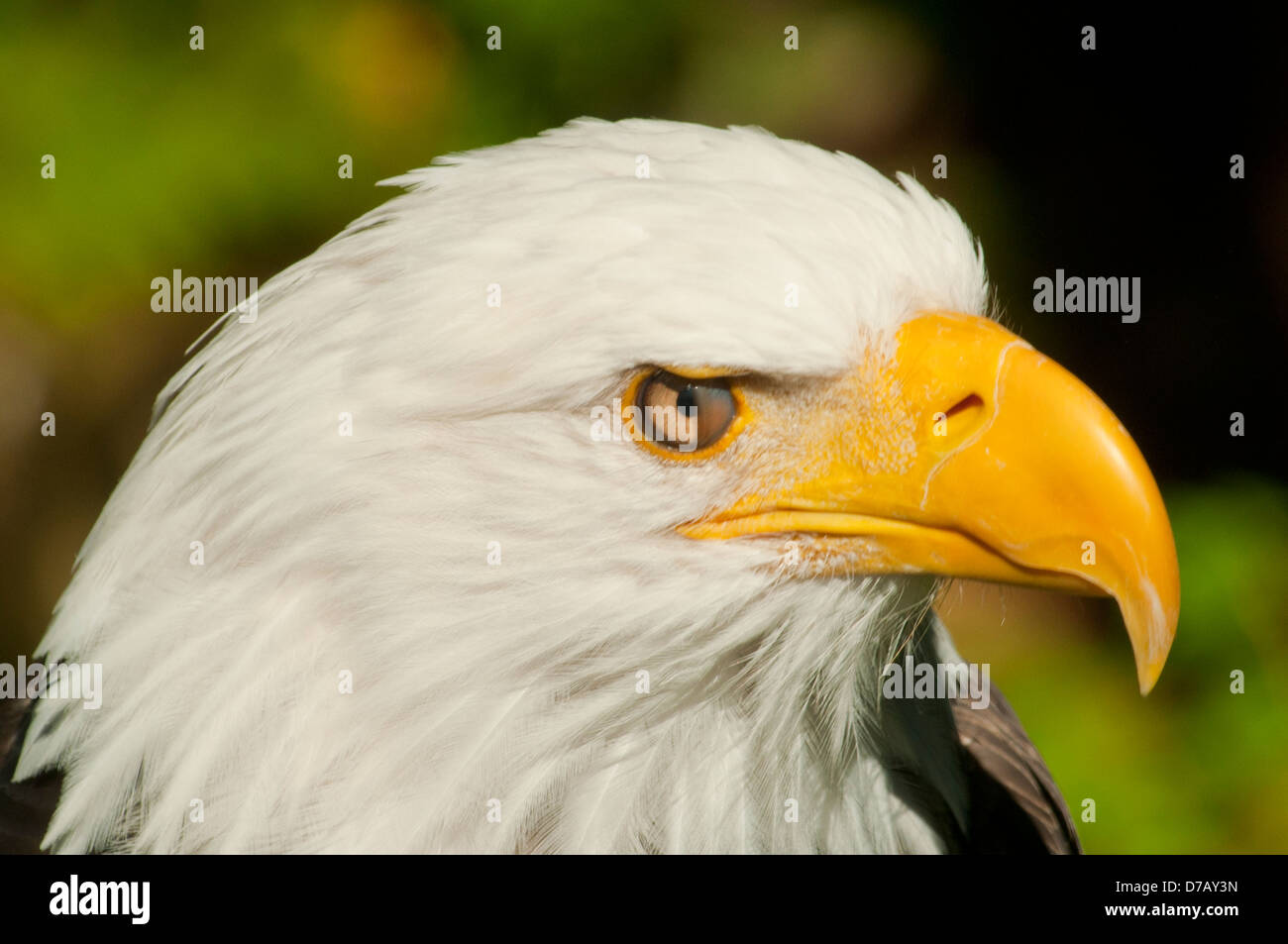 Bald Eagle at Sitka Raptor Center, Sitka, Alaska, USA Stock Photo - Alamy