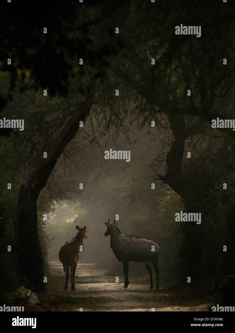 Blue bull hi-res stock photography and images - Alamy