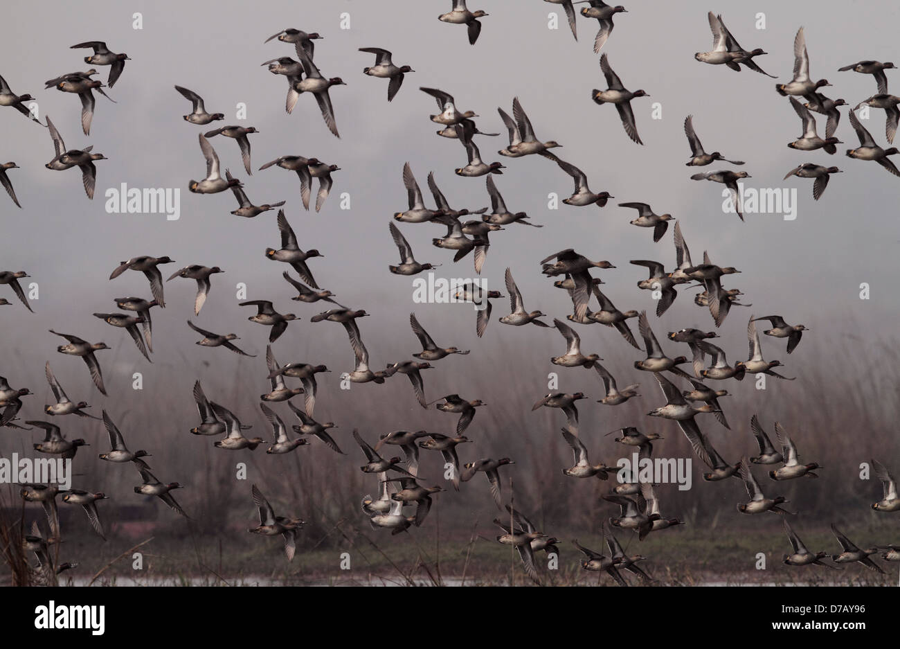 A flock of Common Teal flying in the wetland of Keoladeo National park ...