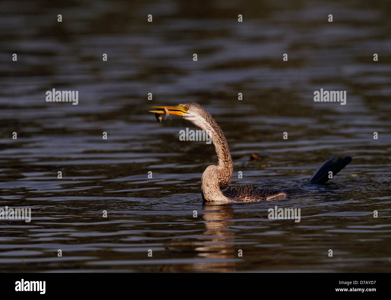 Snake catching bird hi-res stock photography and images - Alamy