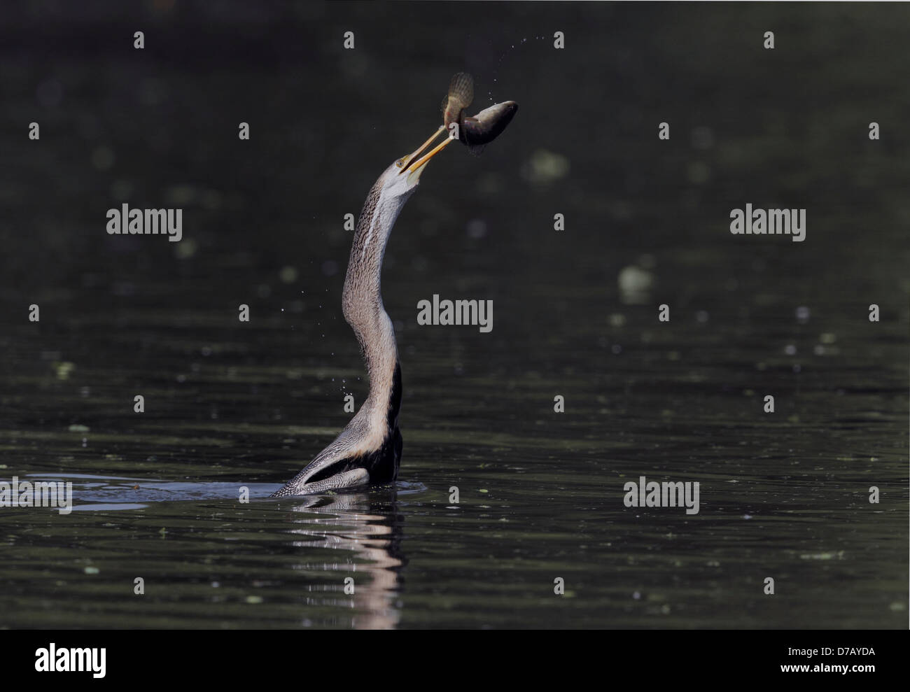 Snake catching bird hi-res stock photography and images - Alamy