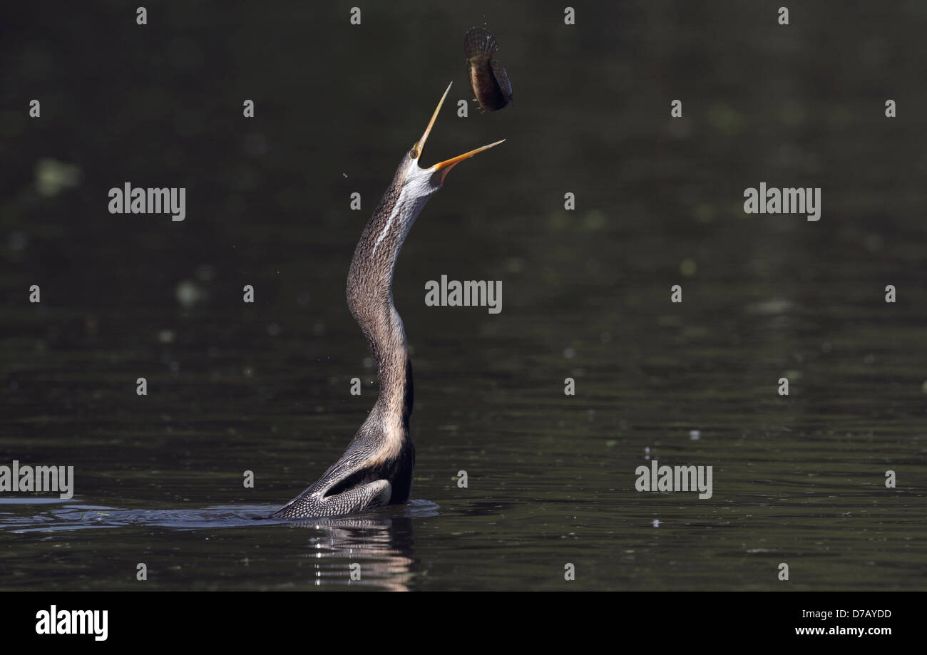 Wetland fish hi-res stock photography and images - Alamy