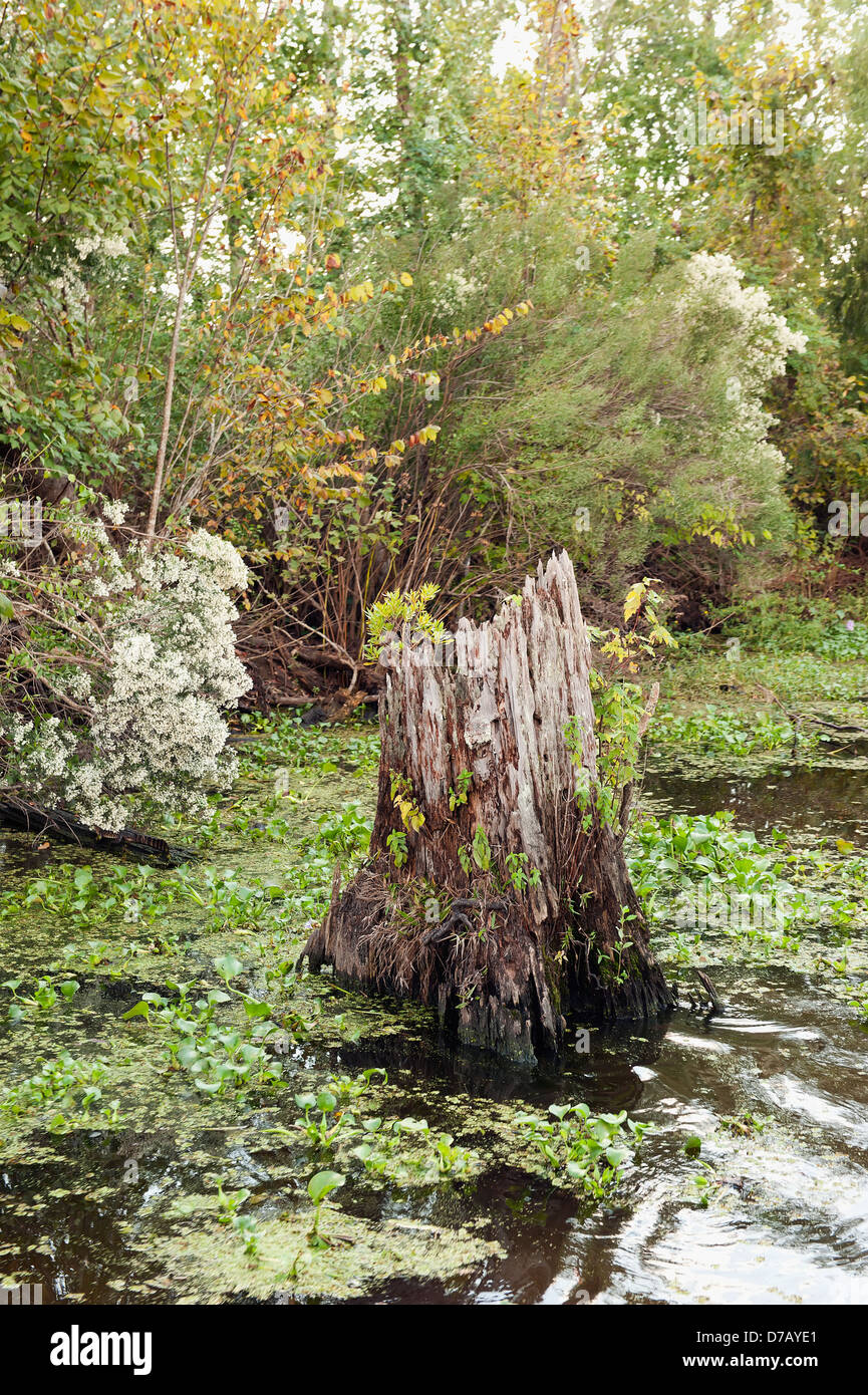A Tree Stump In The Water Close To The Shoreline Of A River In Autumn ...