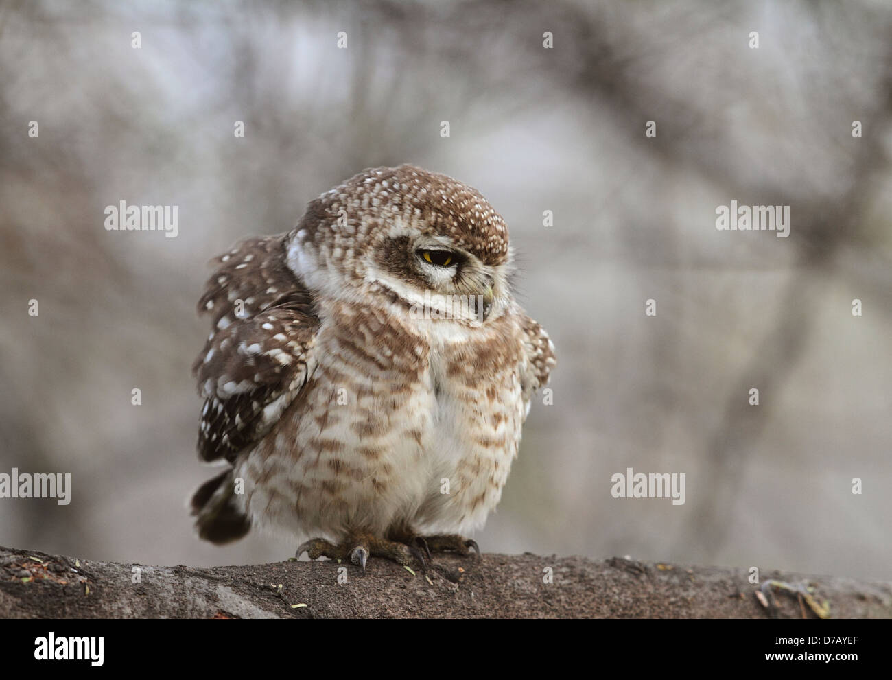 Owletathene hi-res stock photography and images - Alamy