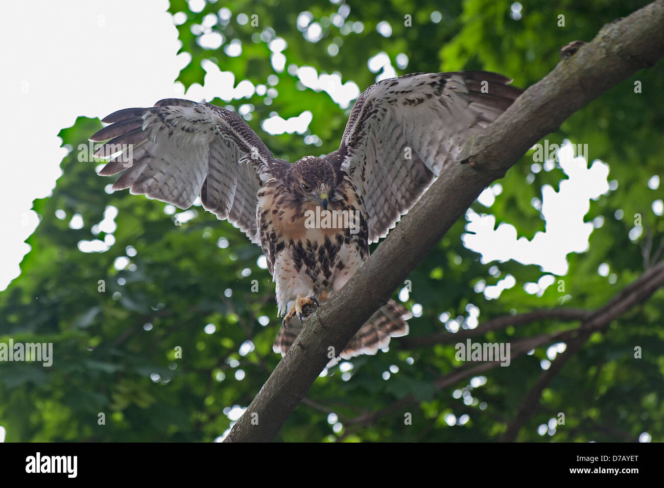 Hawk On A Tree Branch;Toronto Ontario Canada Stock Photo - Alamy