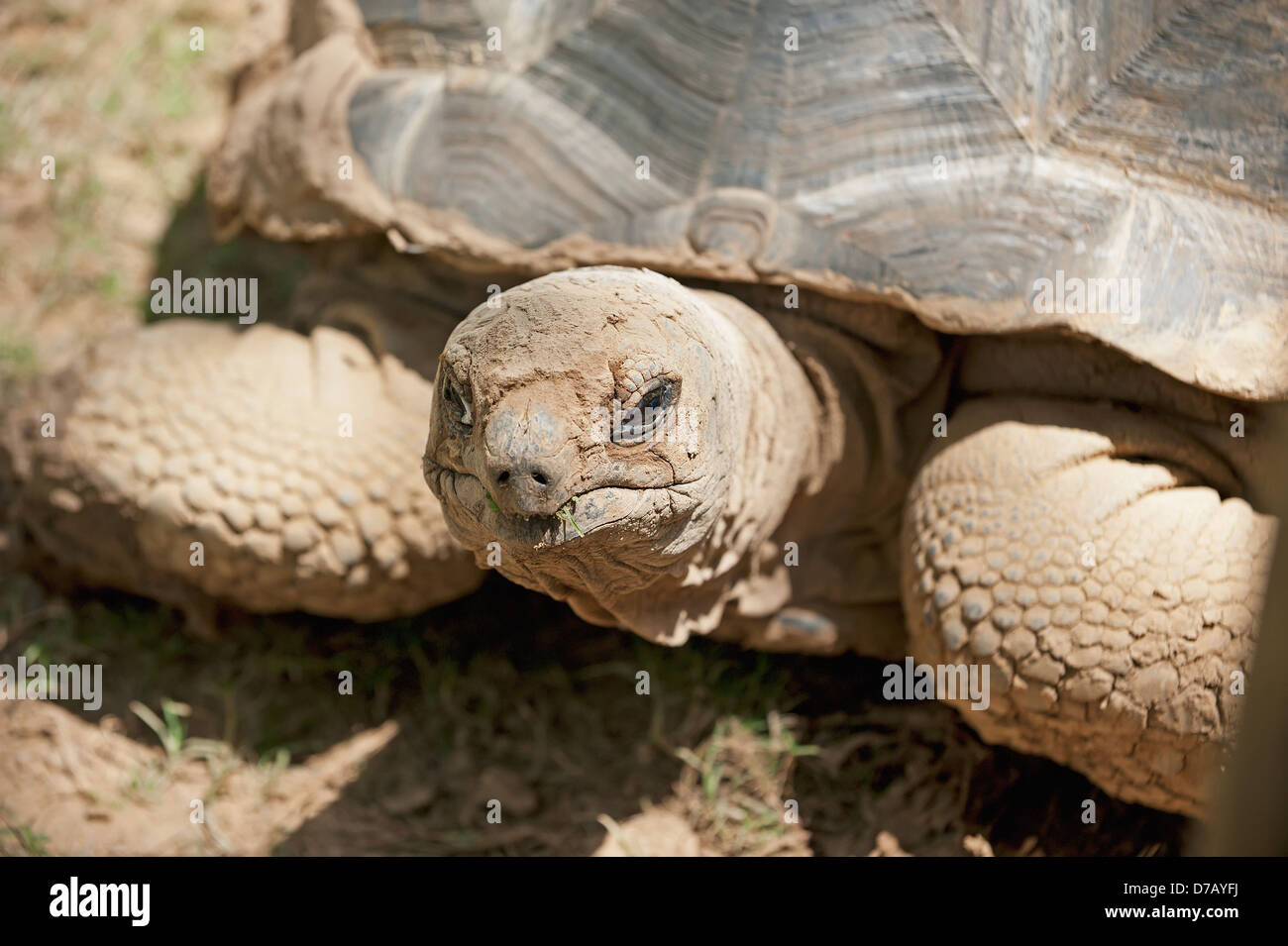 Close Up Of A Tortoise;Birmingham Louisiana United States Of America ...