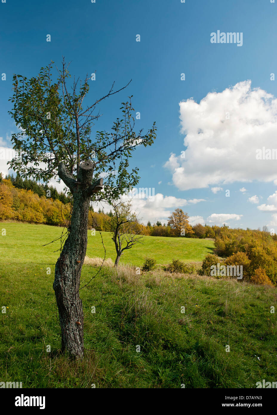 Truncated tree hi-res stock photography and images - Alamy