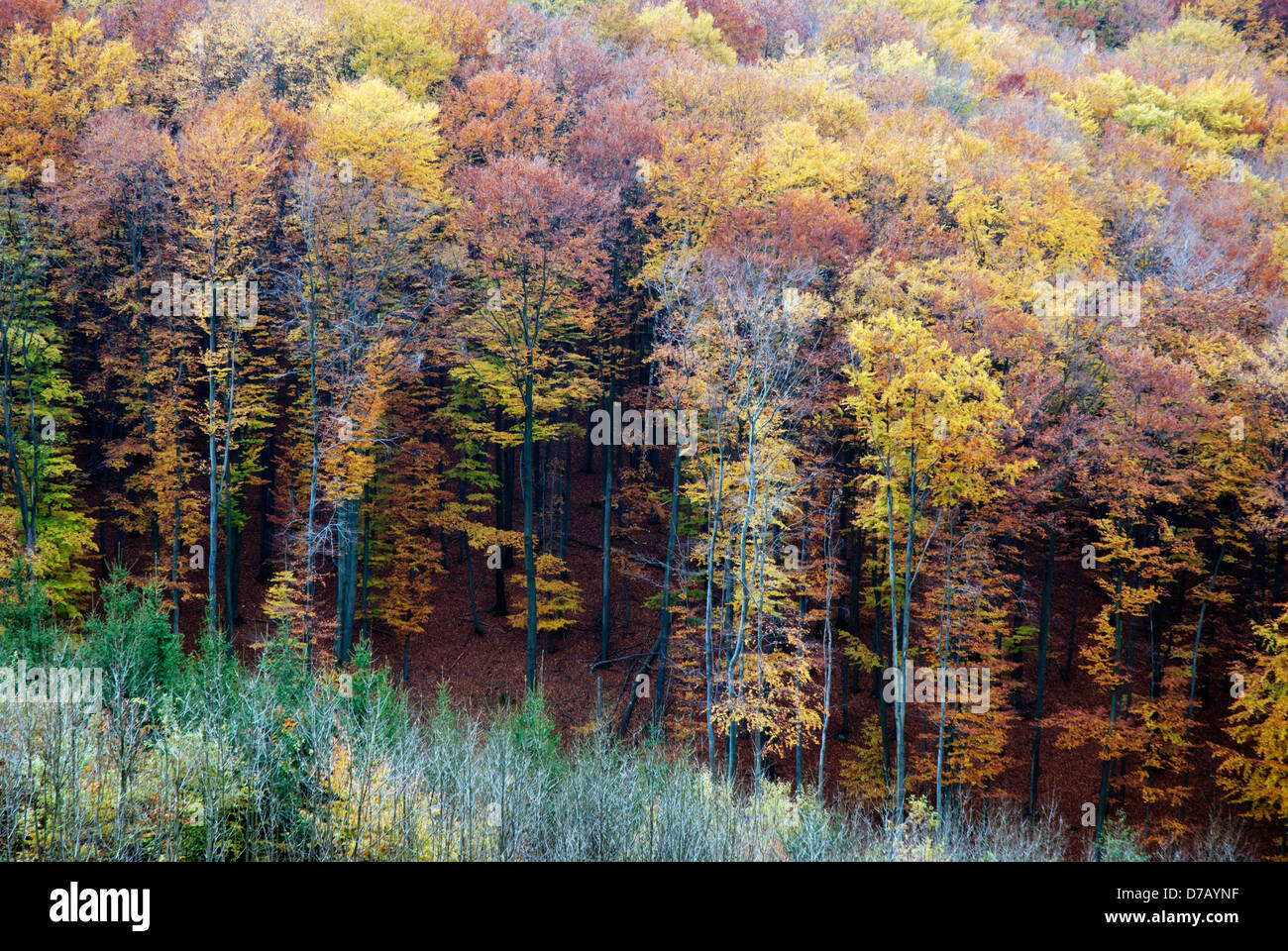 Tall trees in the autumn forest Stock Photo - Alamy