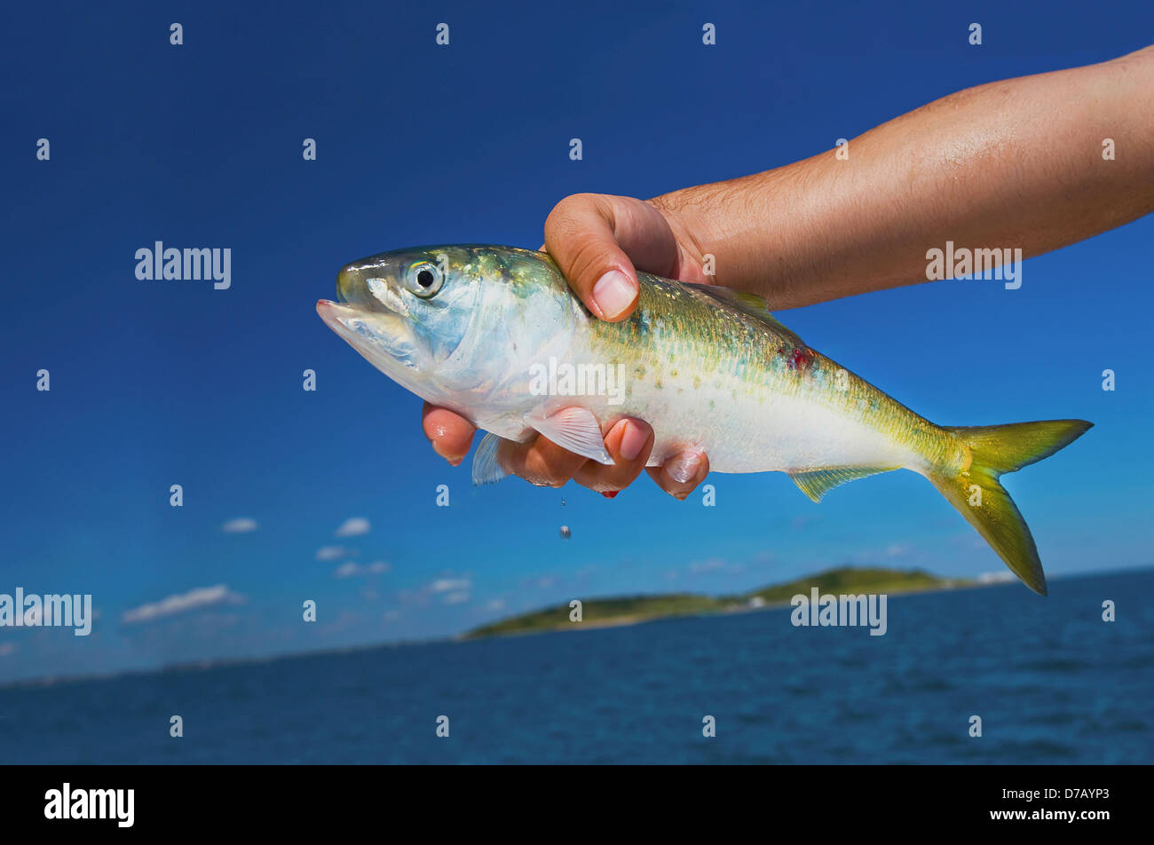 Hand fish hi-res stock photography and images - Alamy