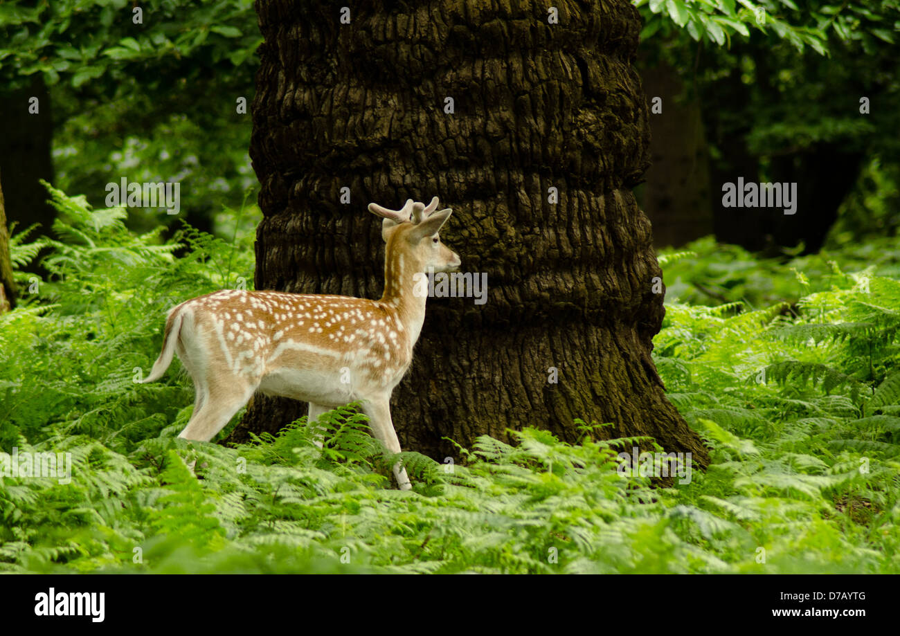 Baby deer richmond park hi-res stock photography and images - Alamy