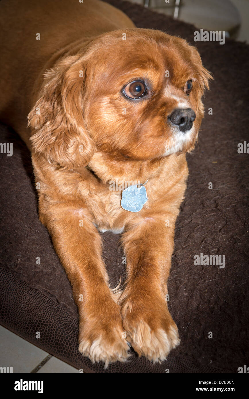 Prince charles spaniel hi-res stock photography and images - Alamy