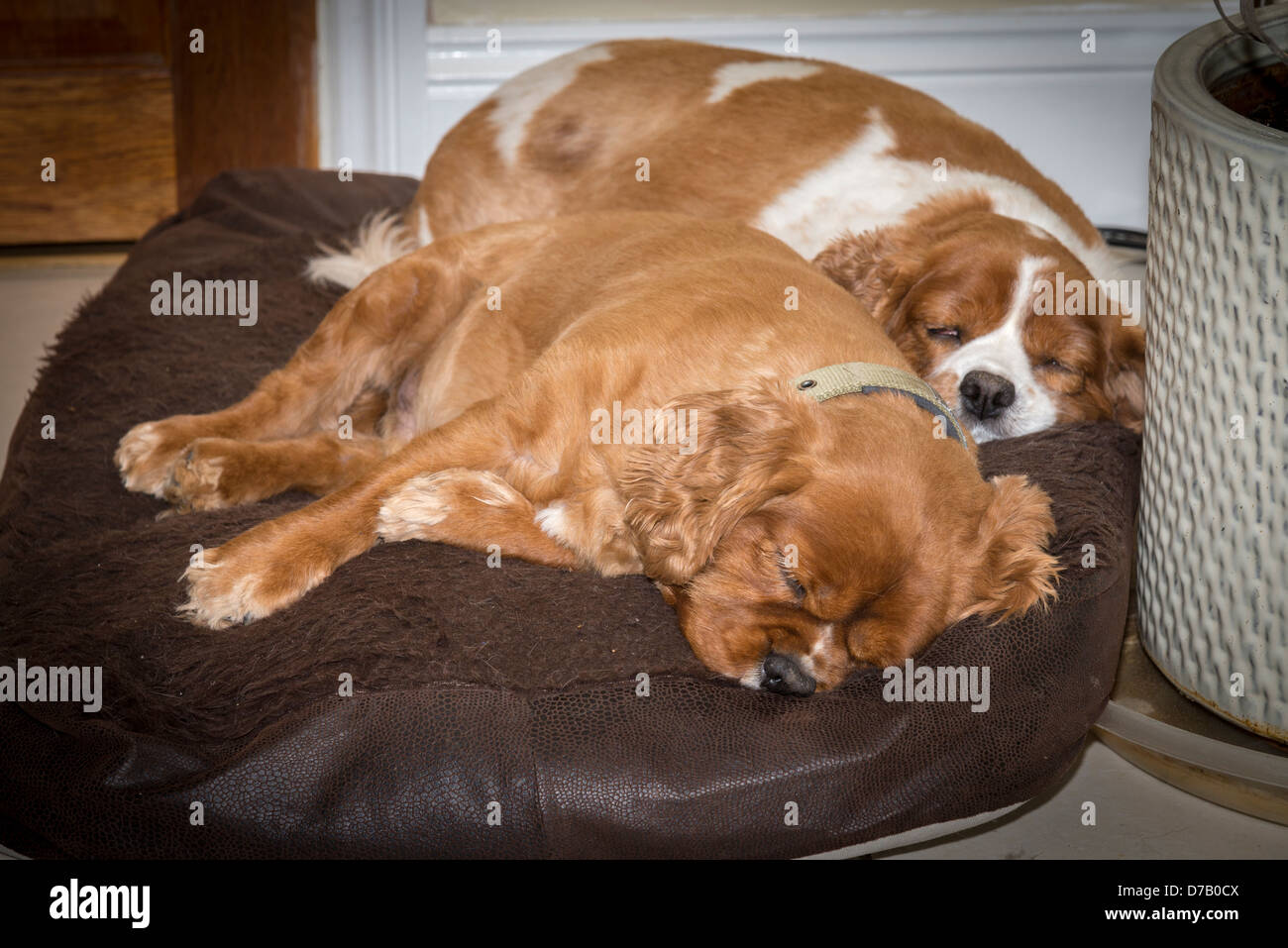 Prince charles spaniel hi-res stock photography and images - Alamy