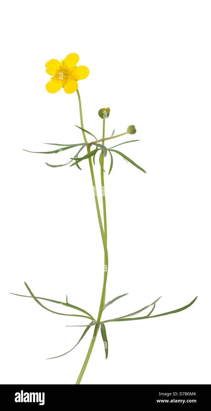Buttercup flower hi-res stock photography and images - Alamy
