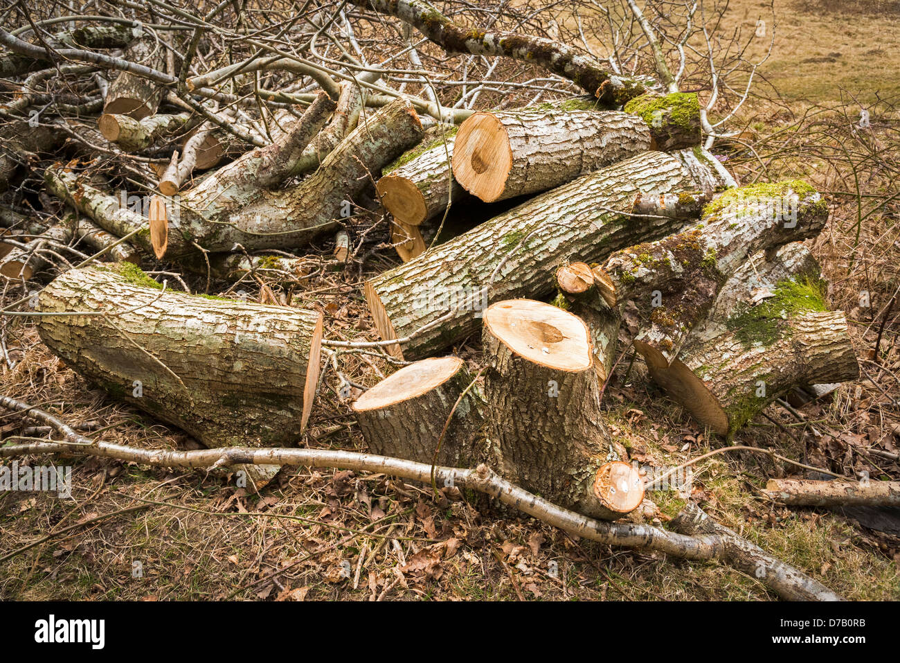 Log pile tree logs bio-mass fuel Stock Photo - Alamy