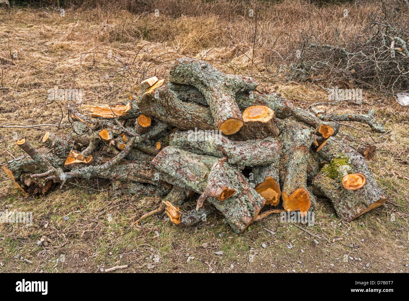 Log pile tree logs bio-mass fuel Stock Photo - Alamy
