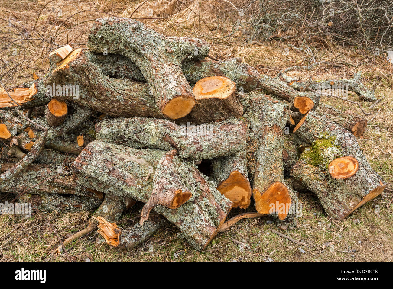 Log pile tree logs bio-mass fuel Stock Photo - Alamy