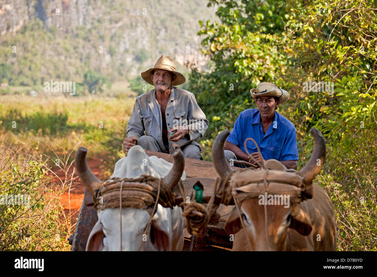 Traditional oxcart hi-res stock photography and images - Alamy