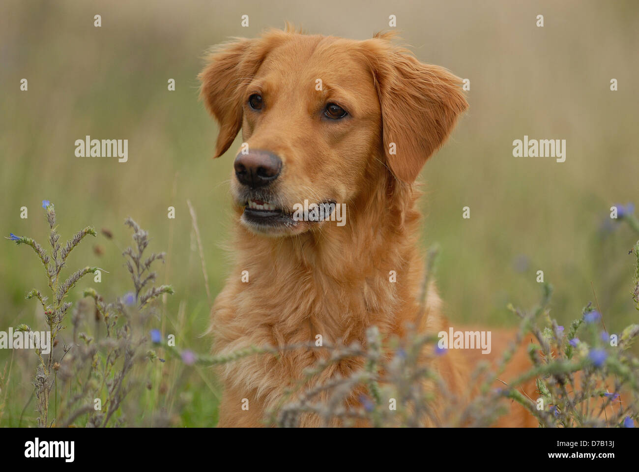 Golden Retriever Portrait Stock Photo - Alamy