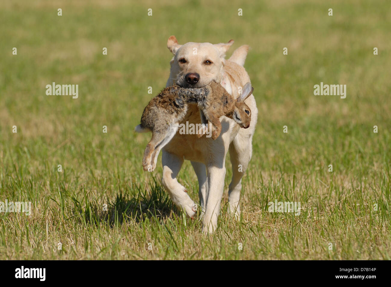 male Labrador Retriever Stock Photo - Alamy