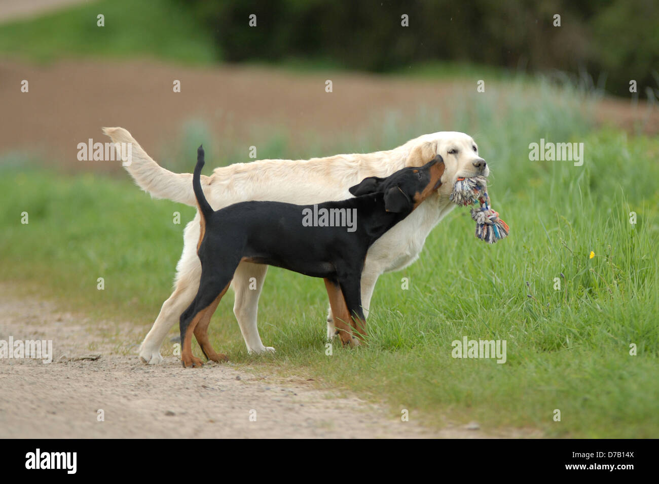 Labrador Retriever & German Pinscher Stock Photo - Alamy