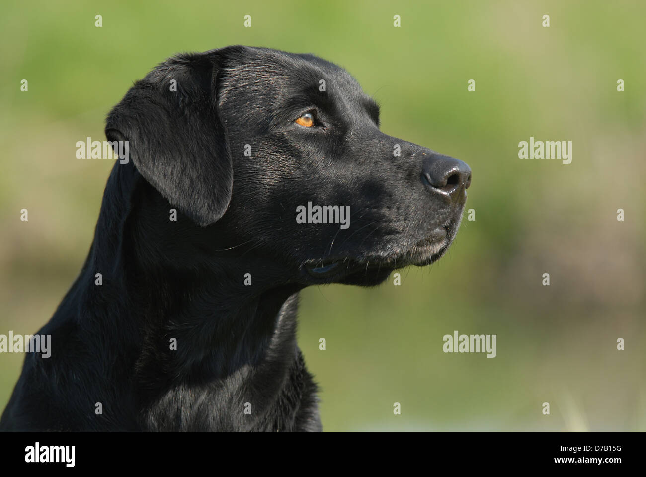 Labrador Retriever Portrait Stock Photo - Alamy