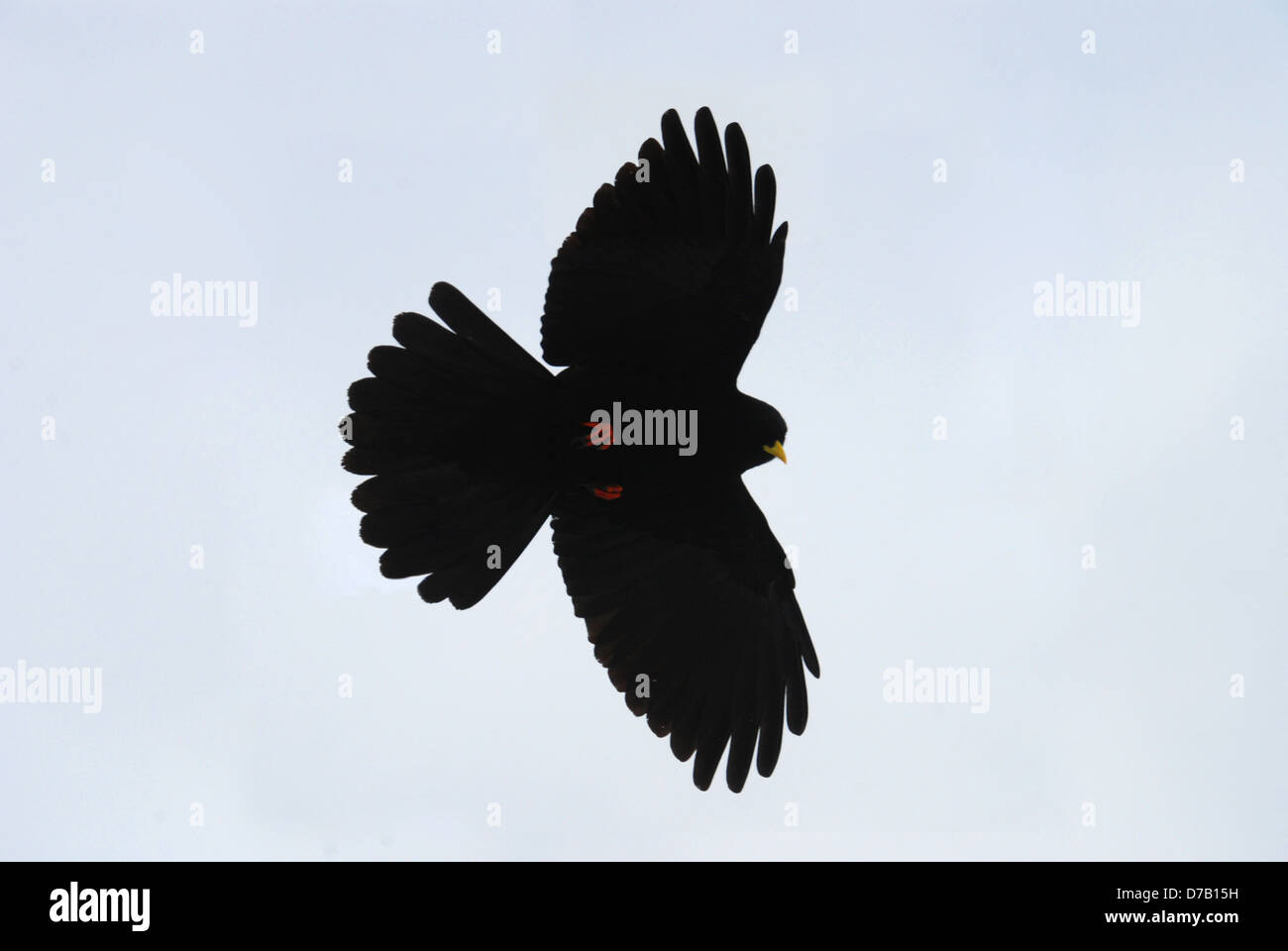 Blackbird in flight Stock Photo - Alamy