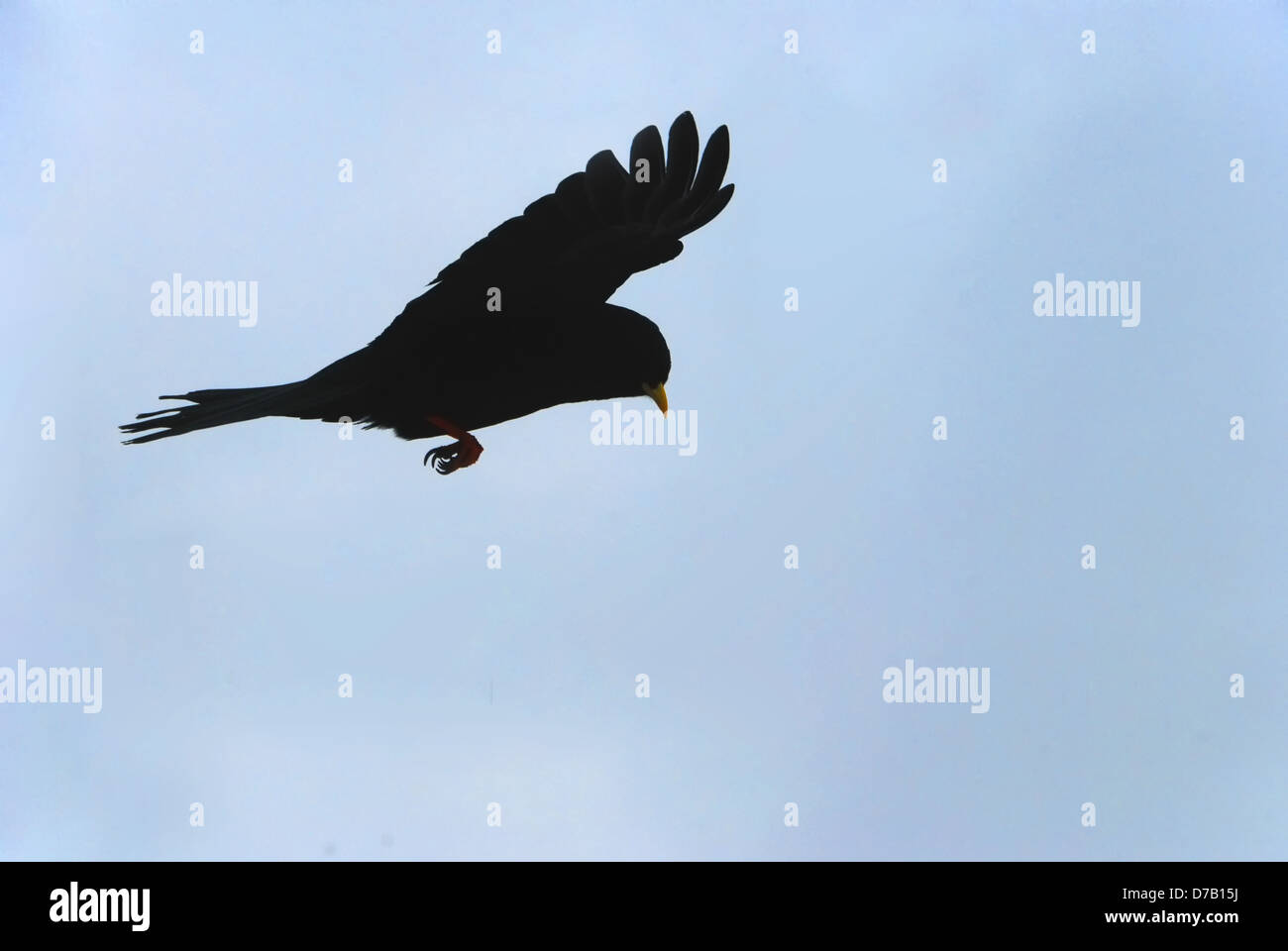 Blackbird in flight Stock Photo - Alamy