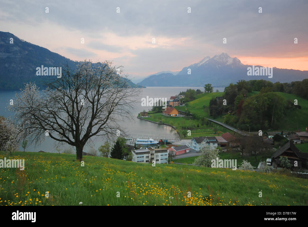 Tree lucerne hi-res stock photography and images - Alamy