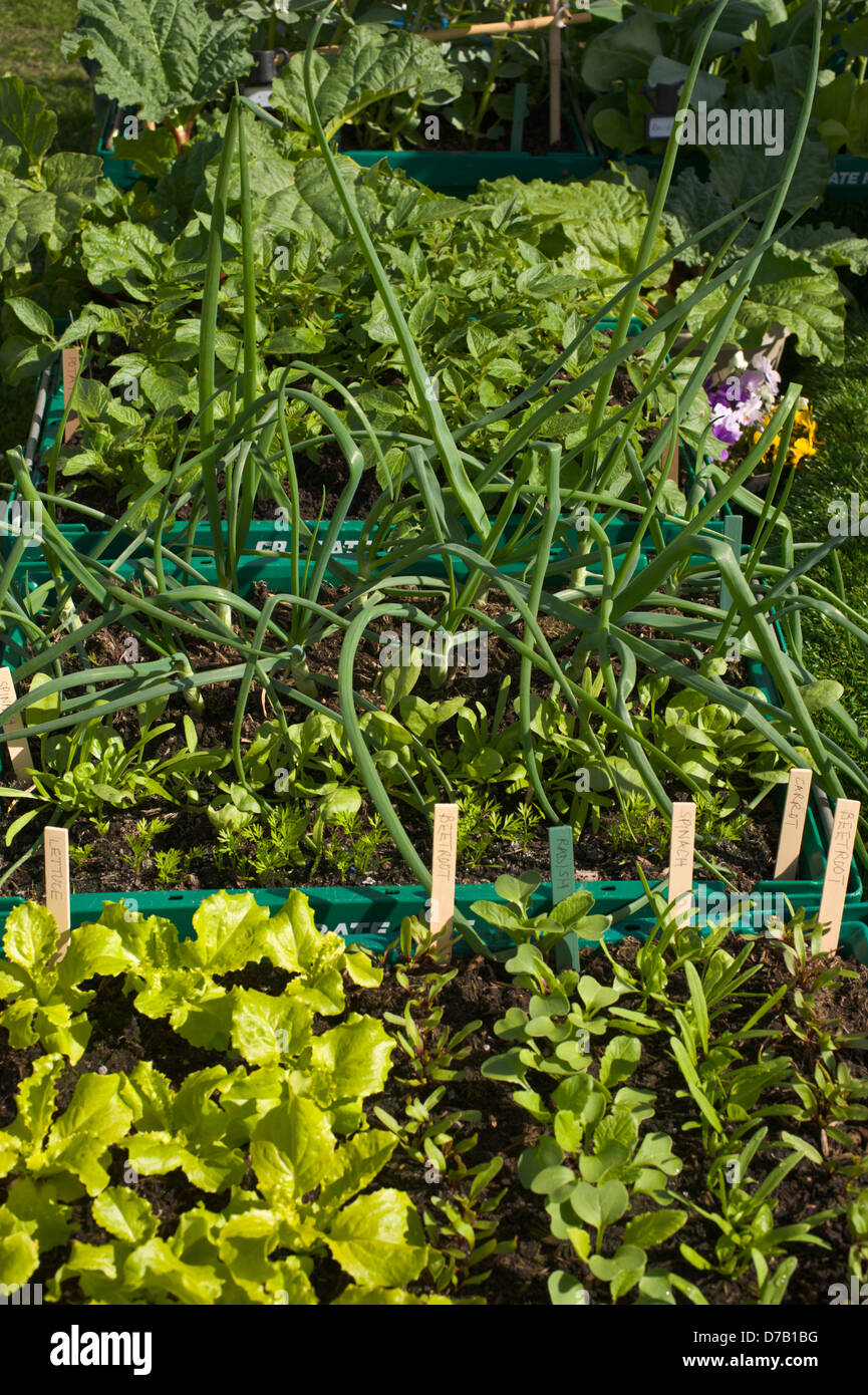 Salad crops growing in containers on allotment display at Exeter ...