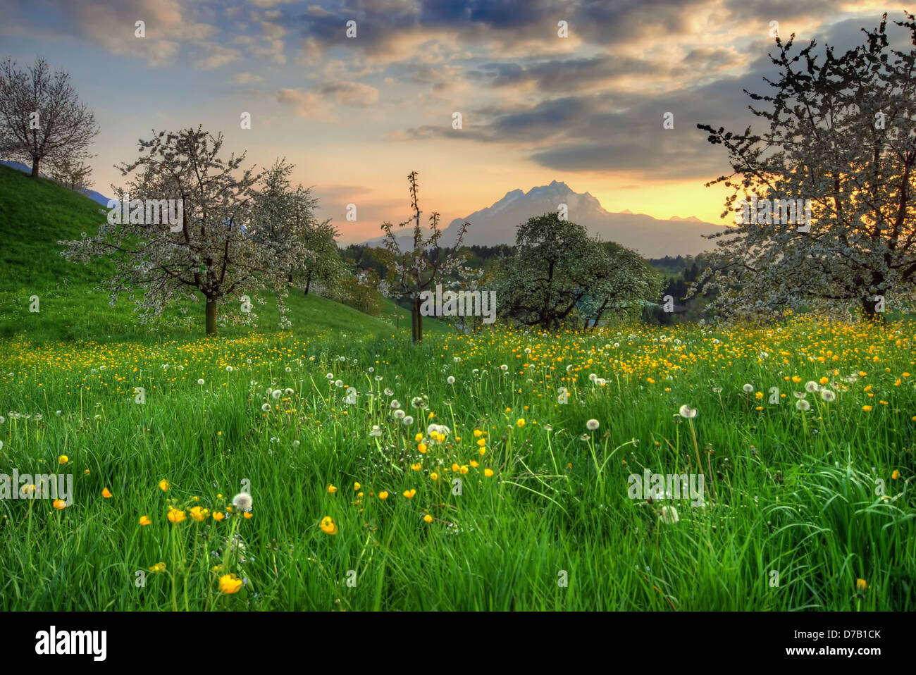 Swiss landscape in spring, with wild flowers and blossom trees in a ...