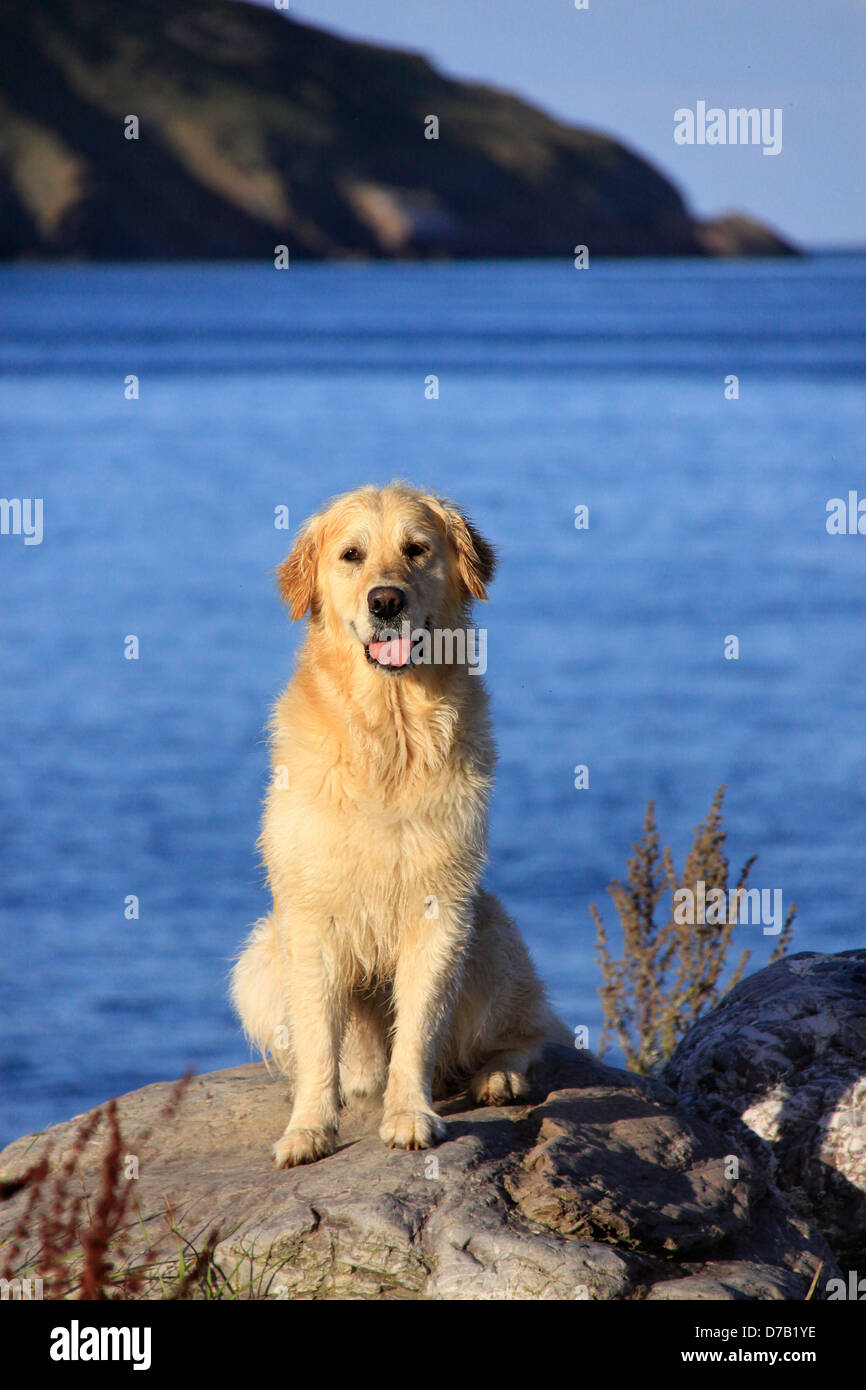 golden retriever sat on rock by the sea Stock Photo - Alamy