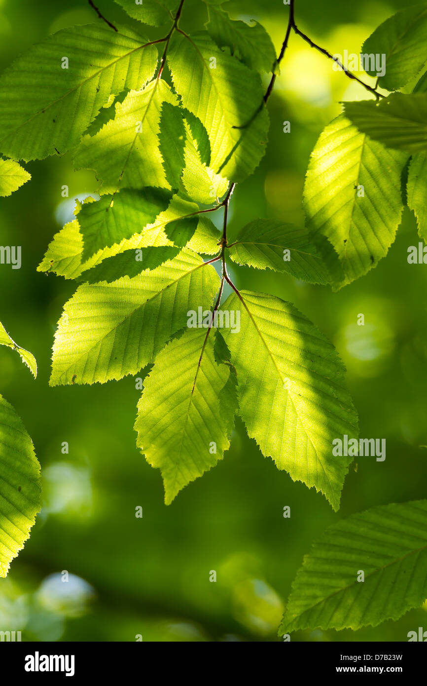Harmonious plant growth hi-res stock photography and images - Alamy