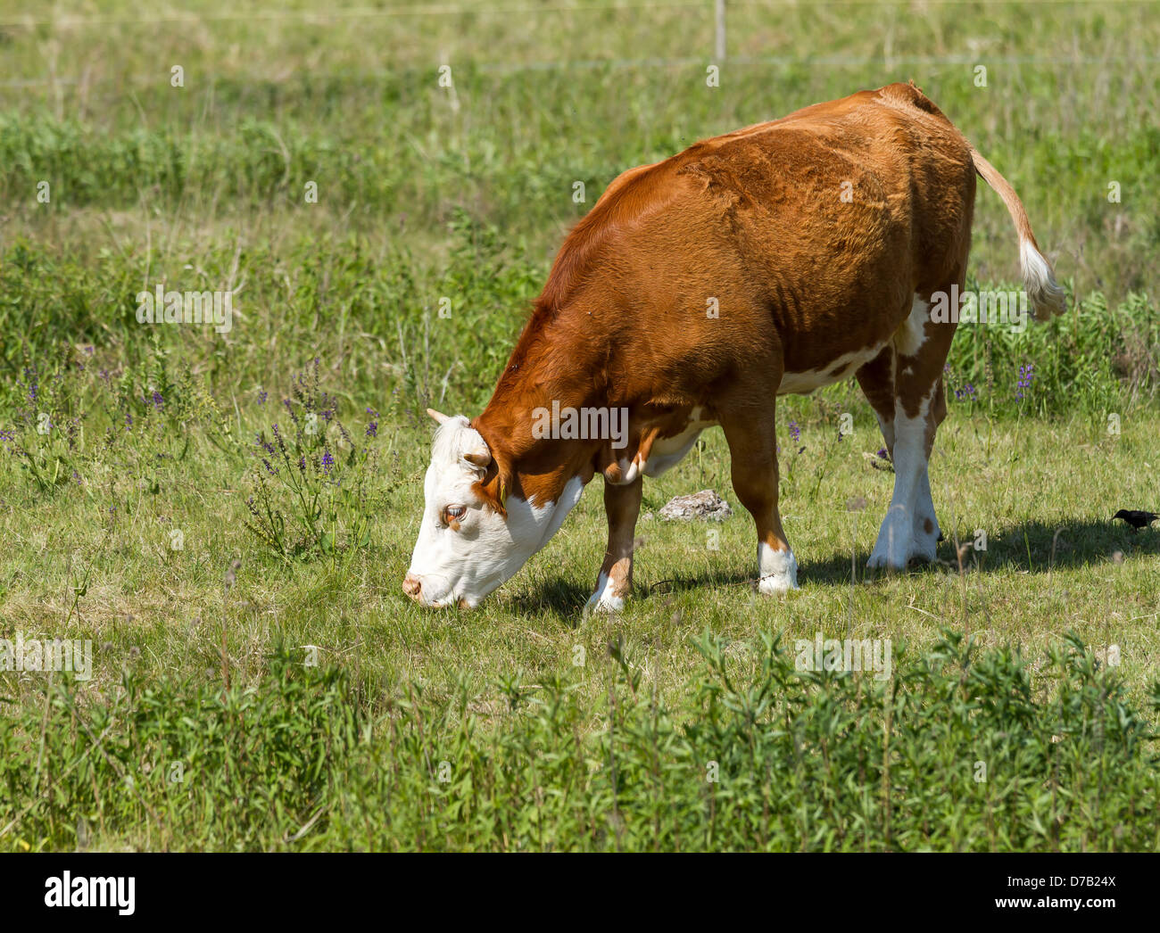 Hungarian cow breed hi-res stock photography and images - Alamy