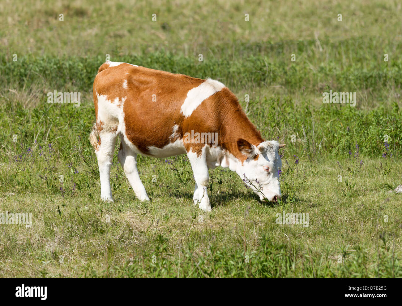 Hungarian cow breed hi-res stock photography and images - Alamy