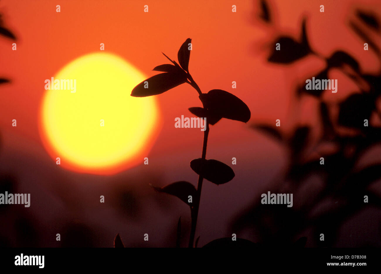 bush at sunset Stock Photo - Alamy