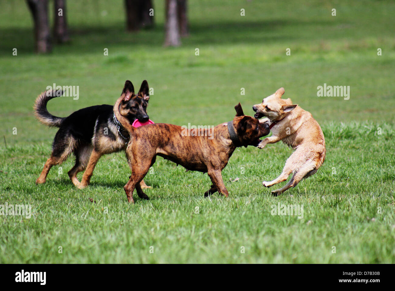Tree Happy Dogs Stock Photo - Alamy
