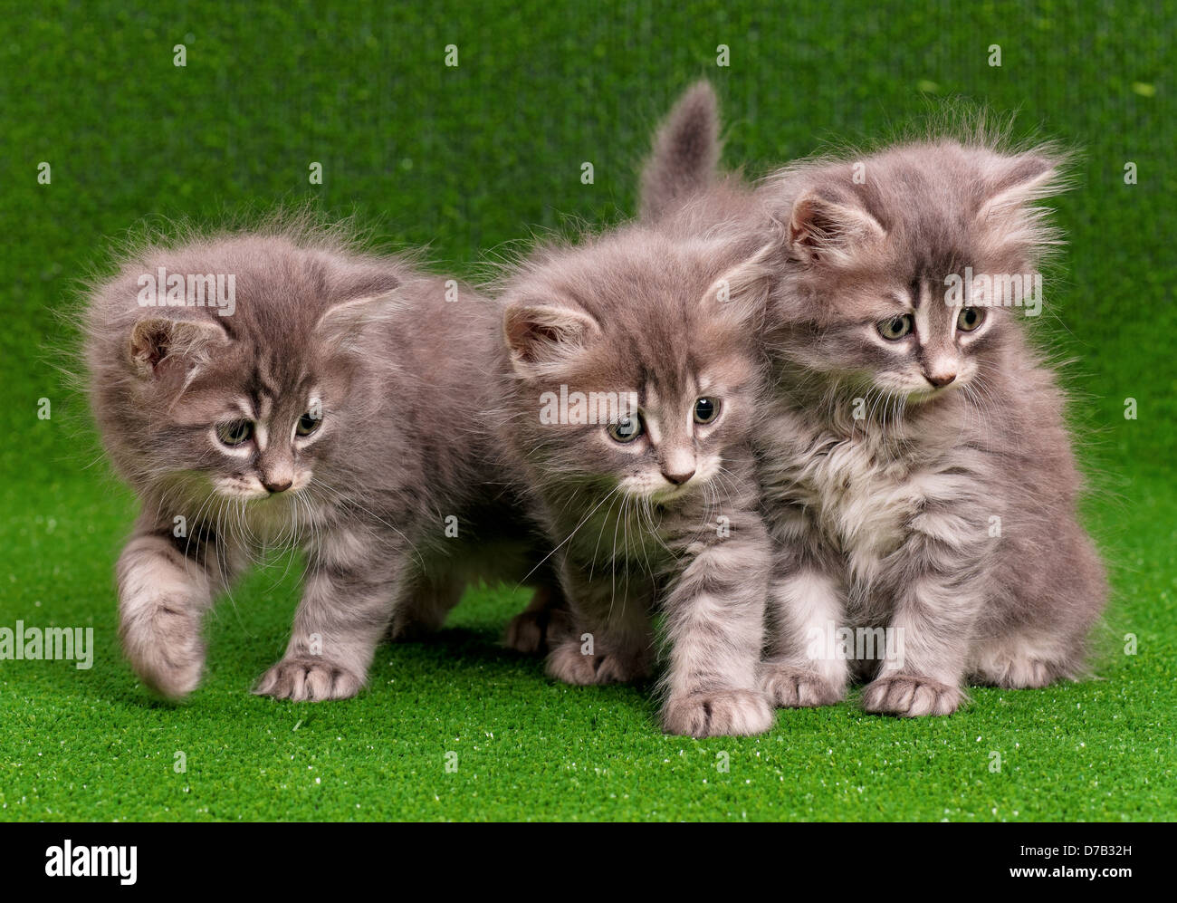 Cute gray kittens Stock Photo - Alamy