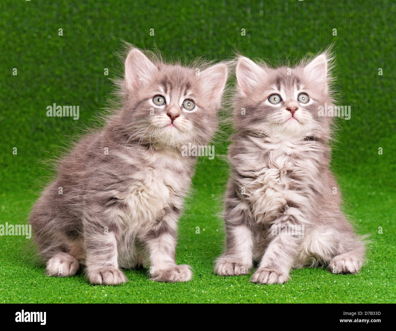 Cute gray kittens Stock Photo - Alamy