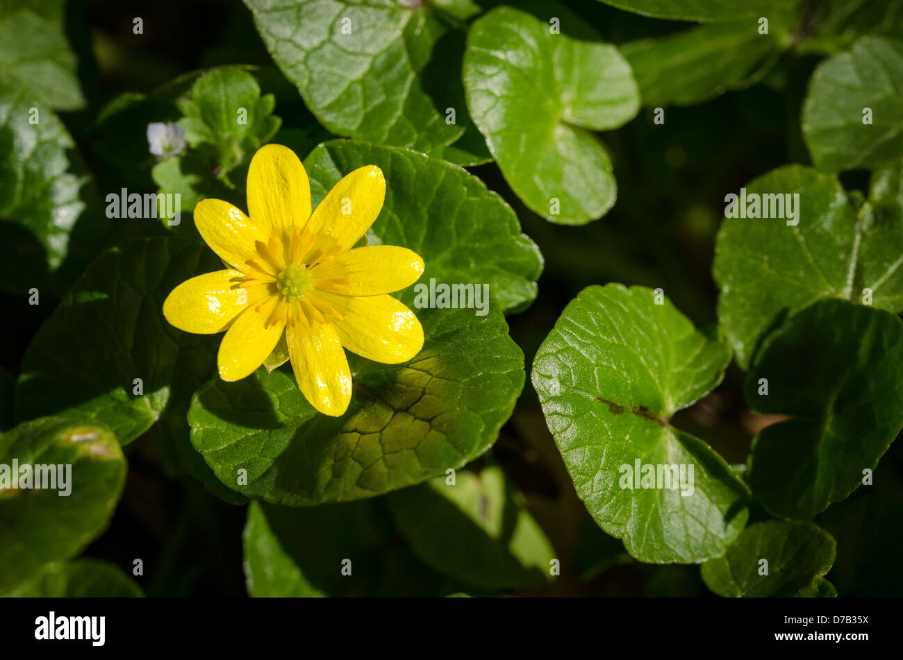 Ranunculus ficaria leaves hi-res stock photography and images - Alamy