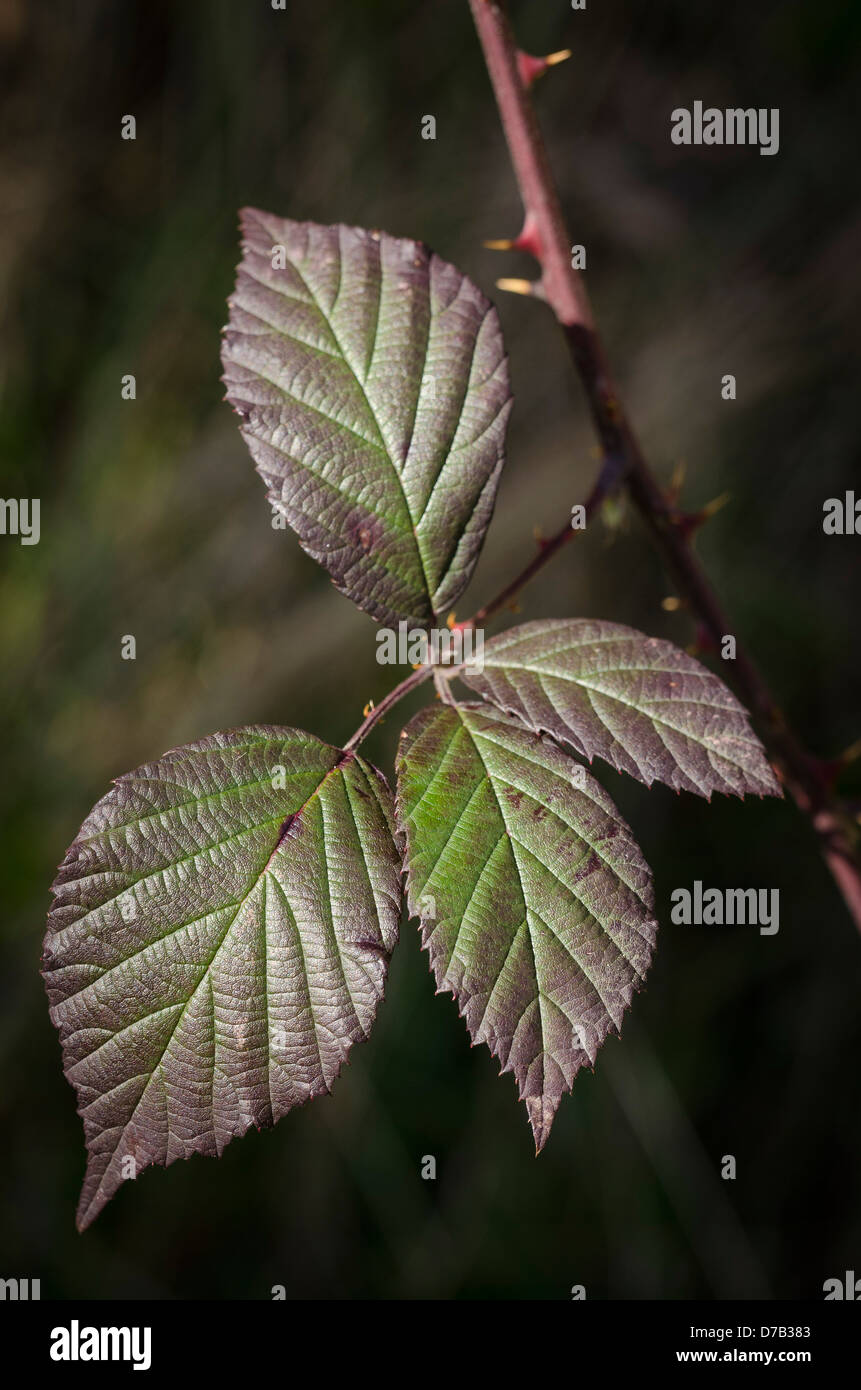 Bramble leaves hi-res stock photography and images - Alamy