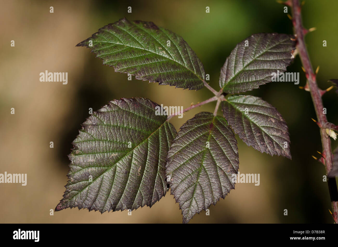 Bramble leaves hi-res stock photography and images - Alamy