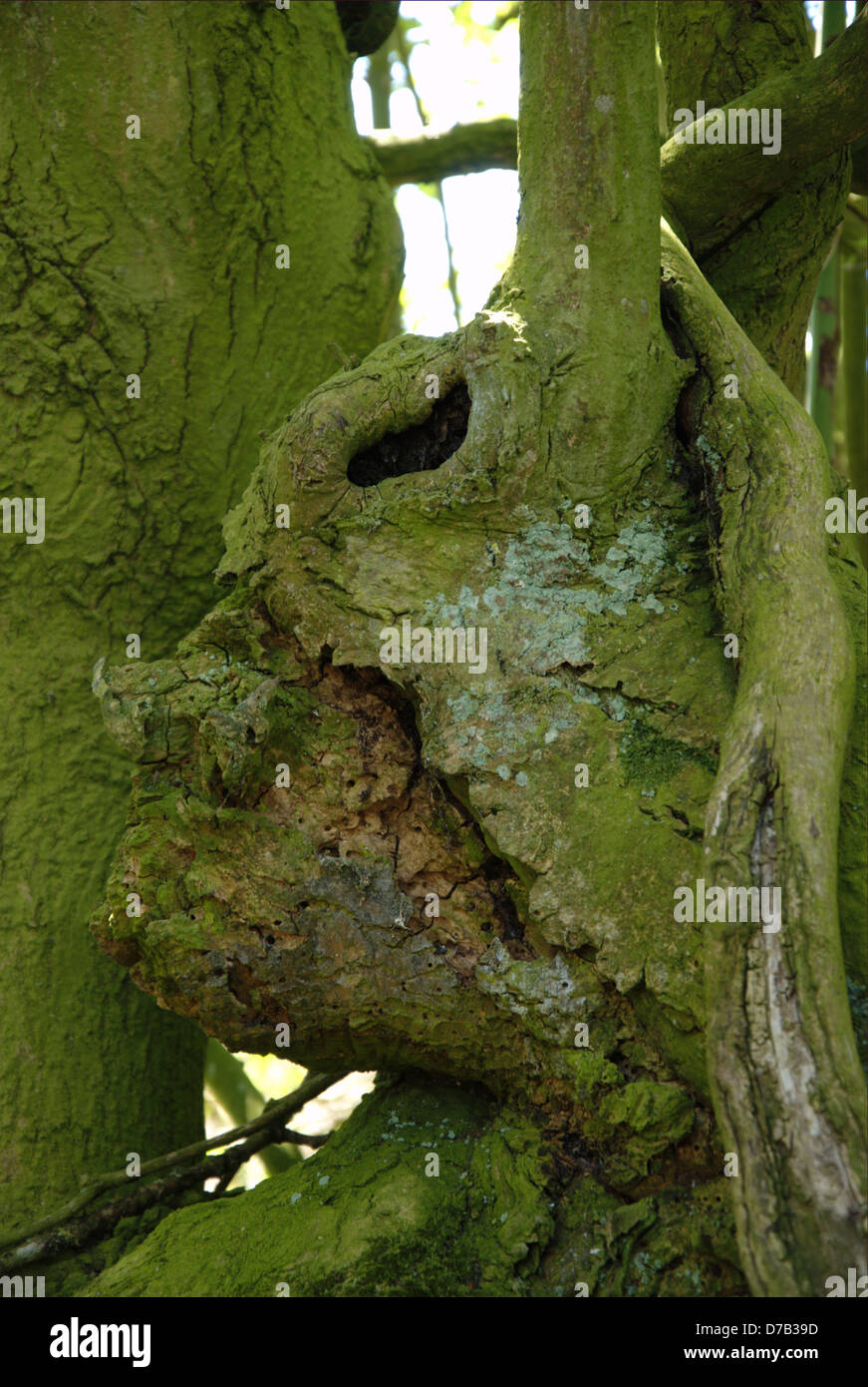 Scary face tree hi-res stock photography and images - Alamy