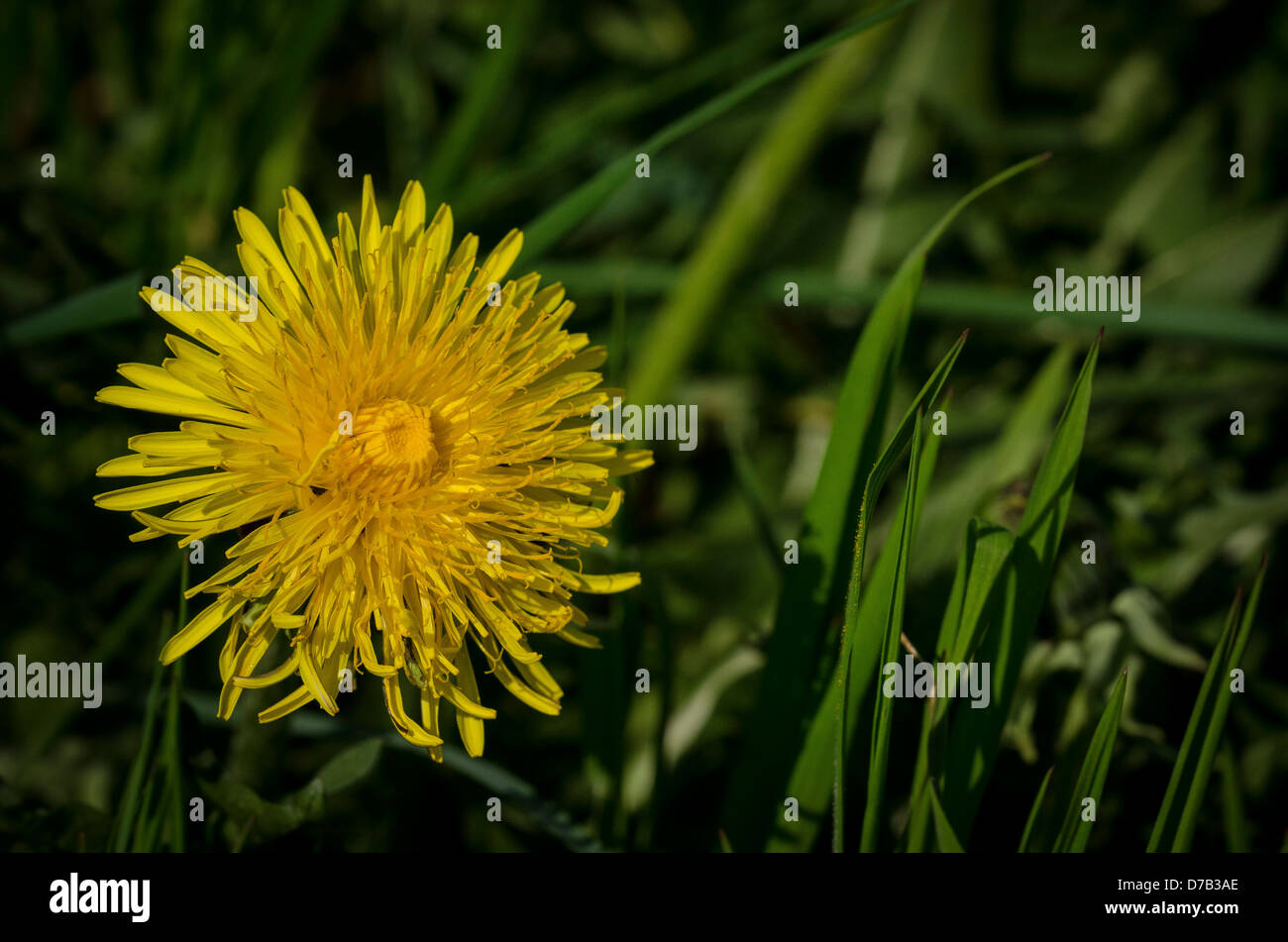 Taraxacum dens leonis hi-res stock photography and images - Alamy