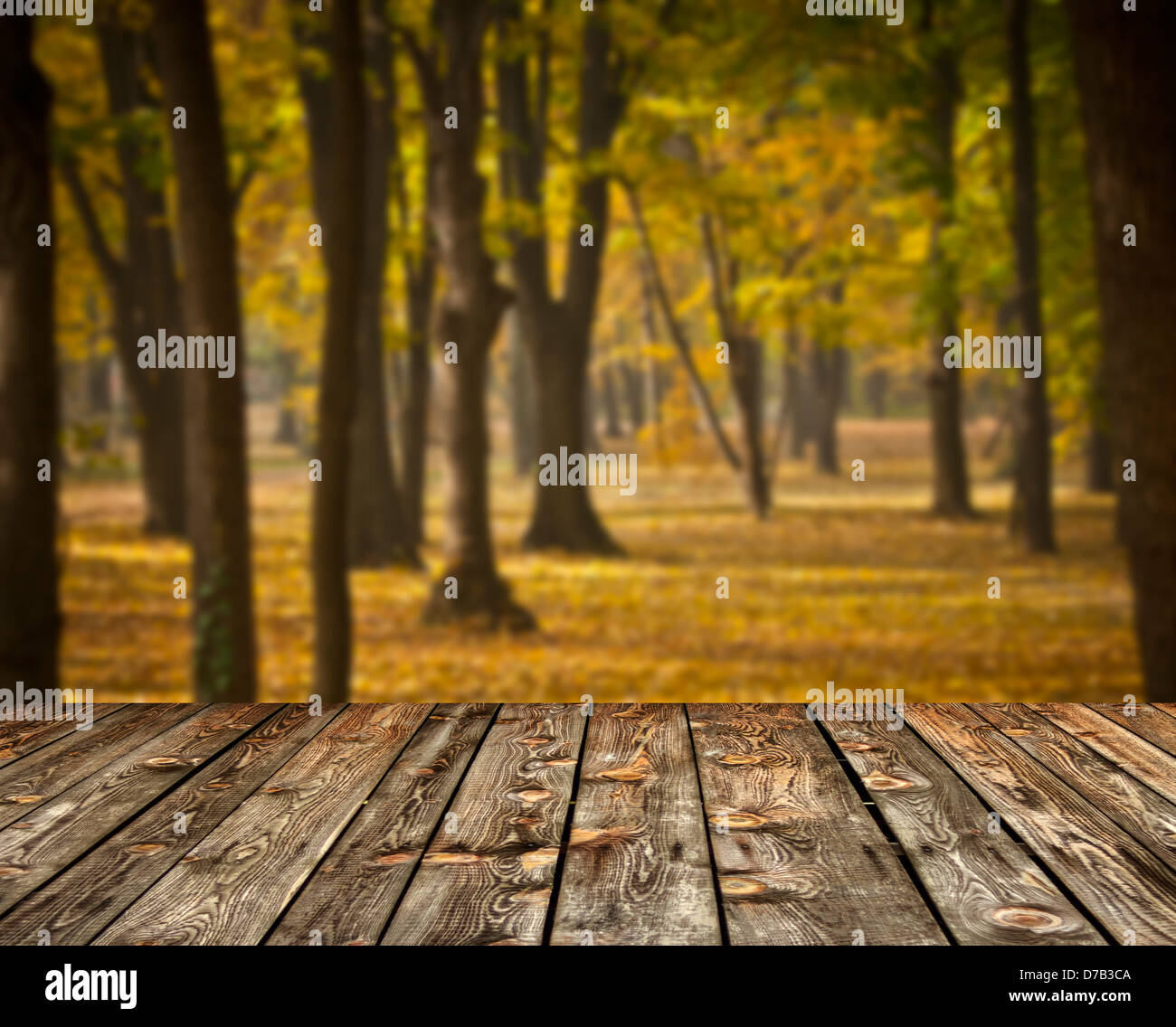 Leafy forest floor hi-res stock photography and images - Alamy