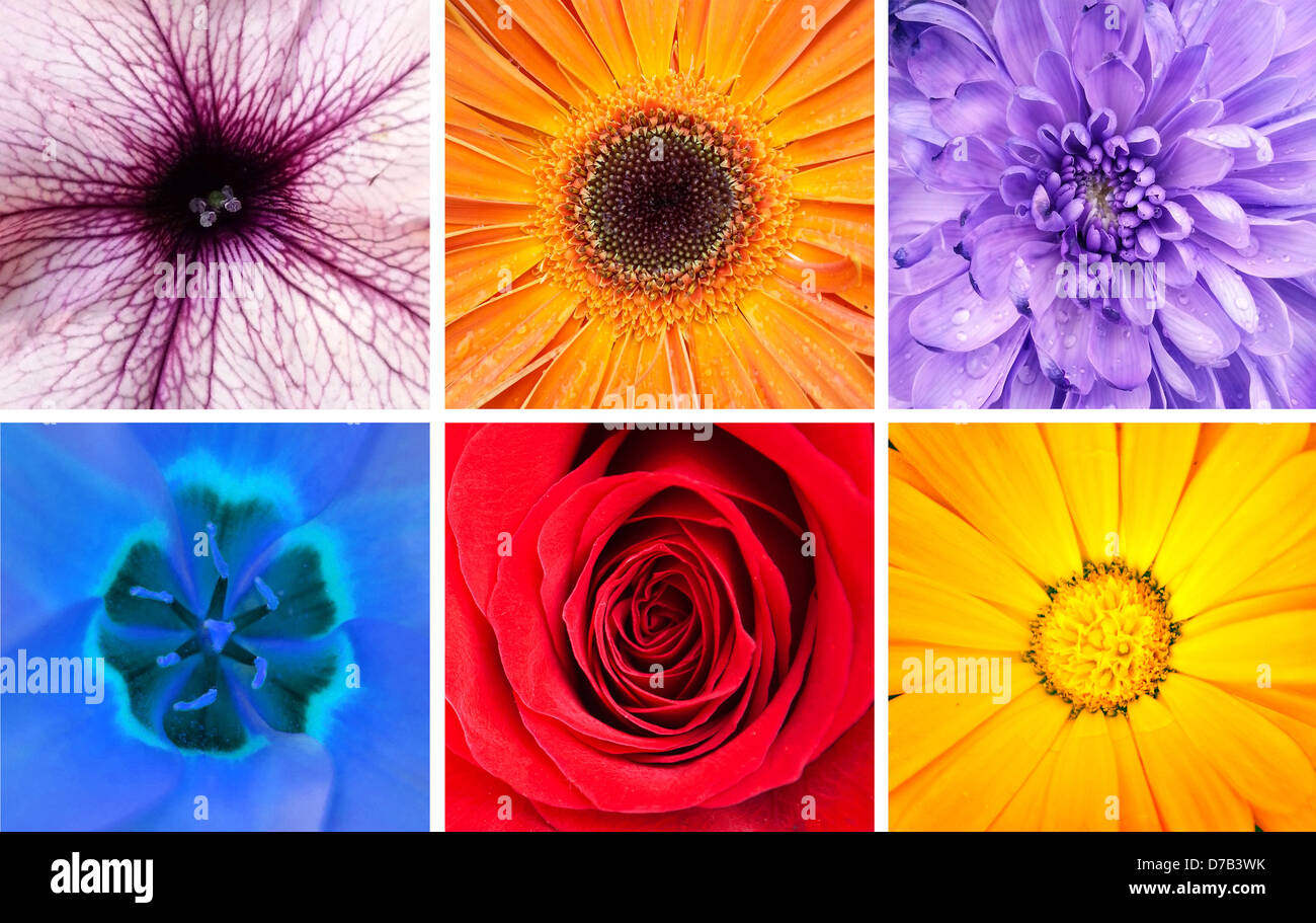 Collage beautiful red rose macro hi-res stock photography and images ...