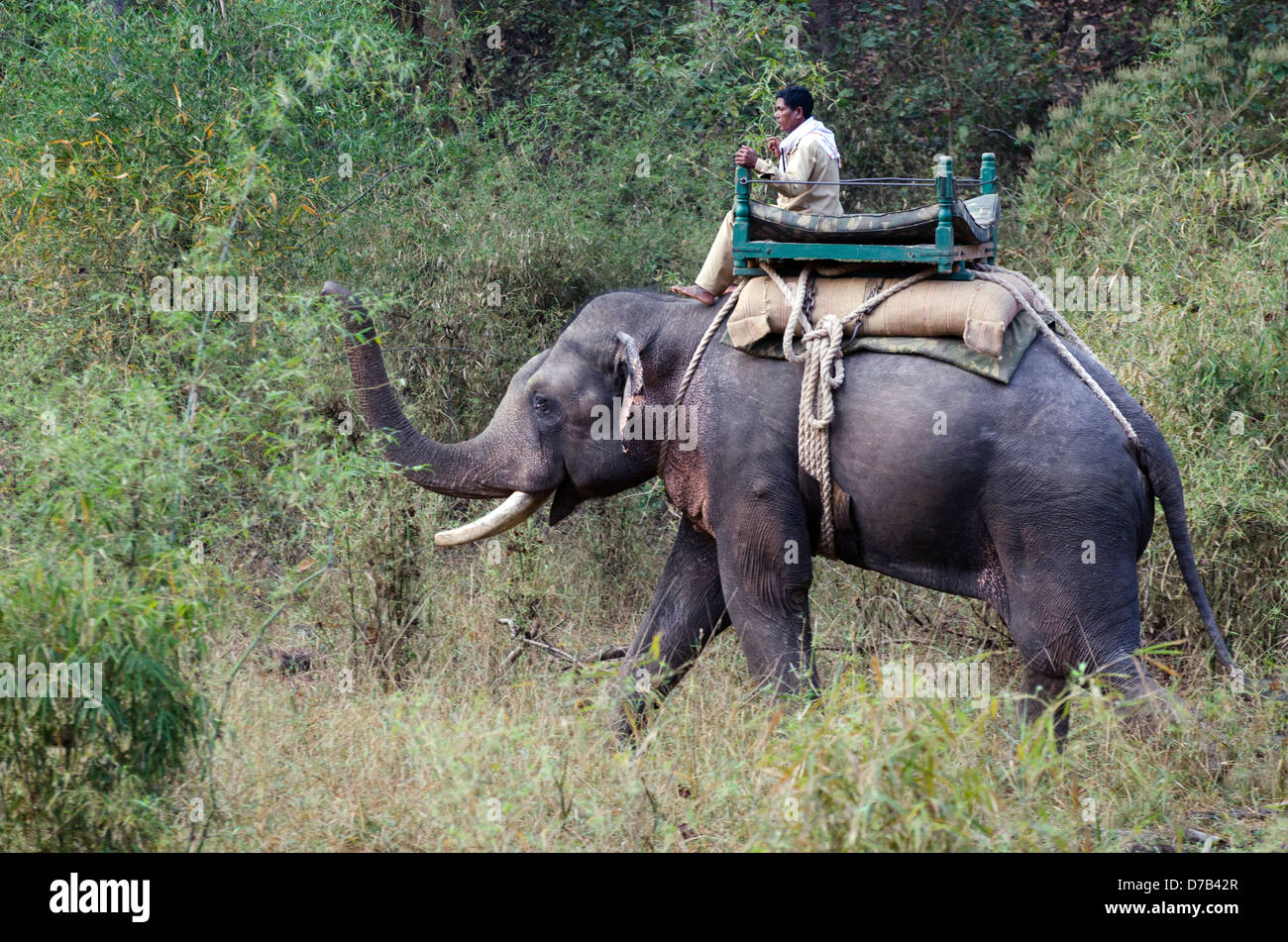 asian elephant,elephas maximus,working,mahout,madyha pradesh,india ...