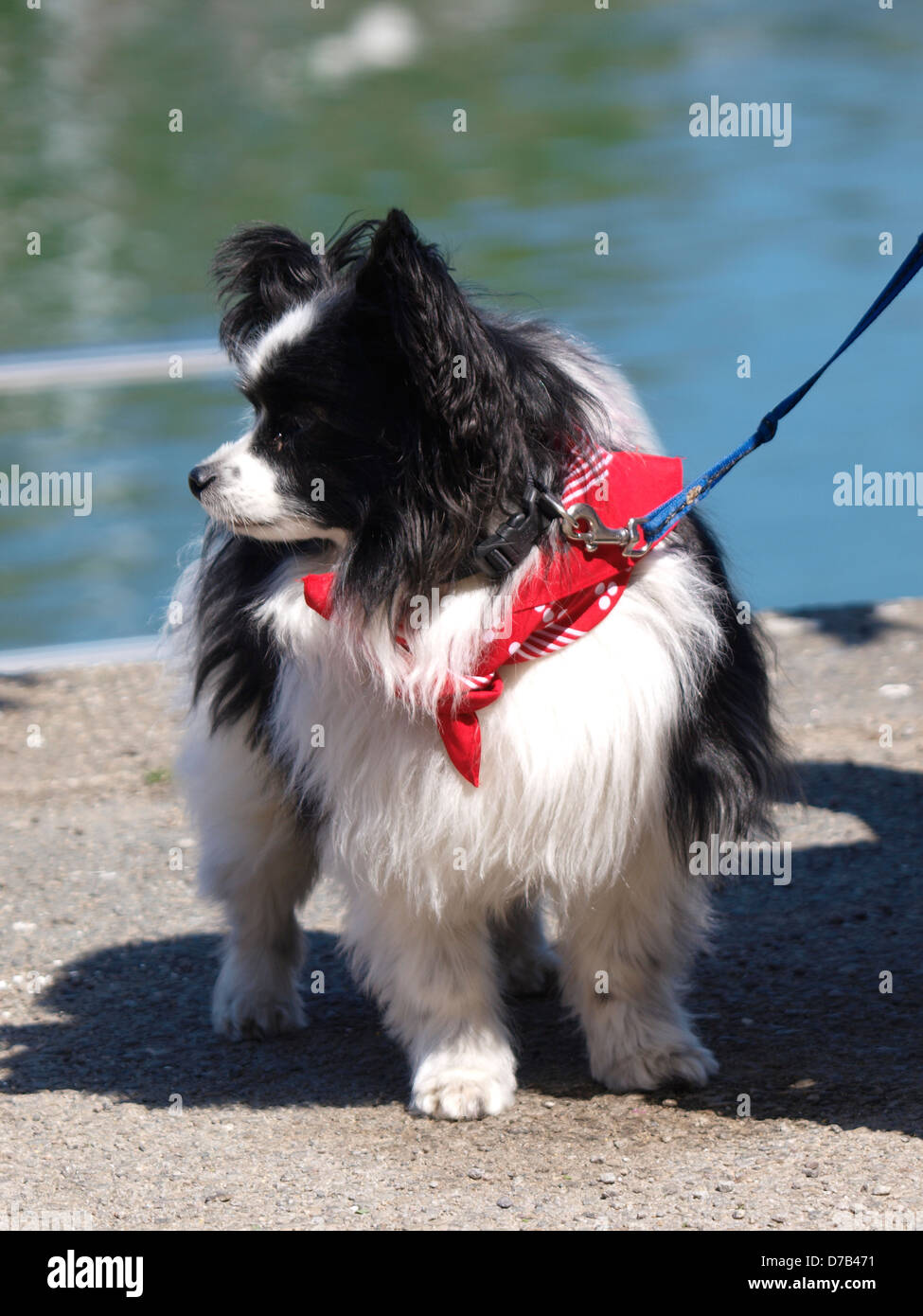 Cute little dog, UK 2013 Stock Photo - Alamy