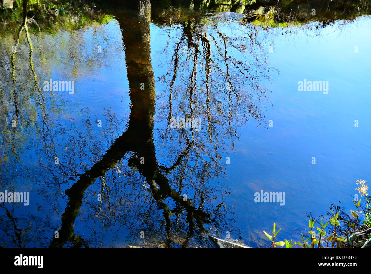 Tree near a canal hi-res stock photography and images - Alamy