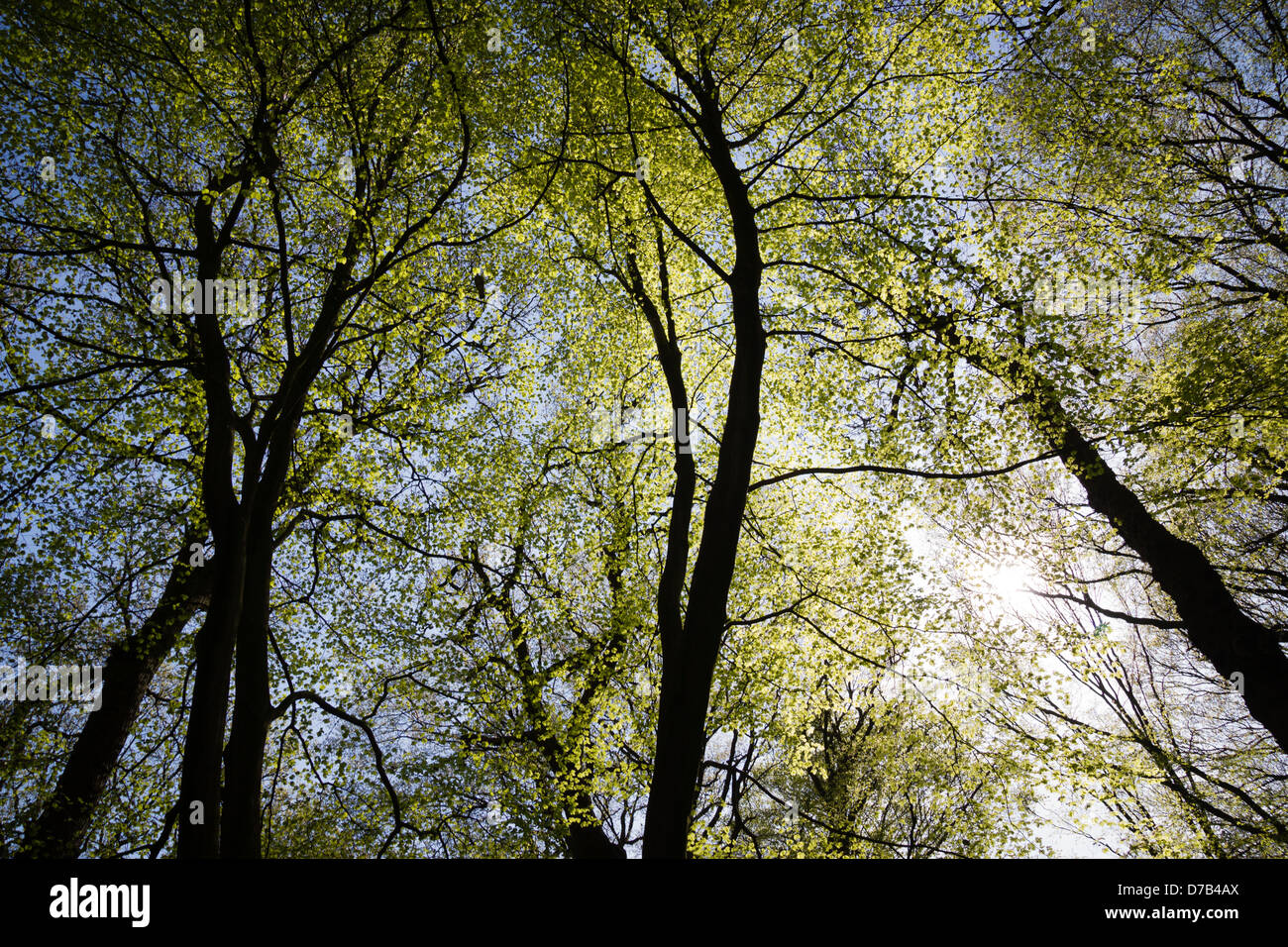 A beech forest canopy, seen from below, lit by the spring sunshine ...